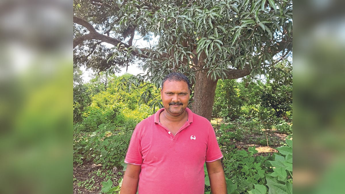 Desi Mango । काजळीच्या देशमुखांनी जपला गावरान आंब्याचा वारसा । Vasudev ...
