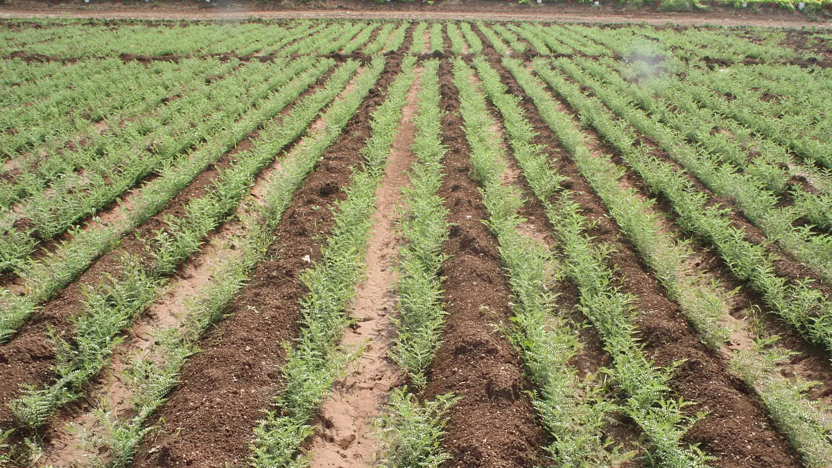 Chana Crop Management : हरभरा पिकाचे करा समस्यांनुसार योग्य व्यवस्थापन ...