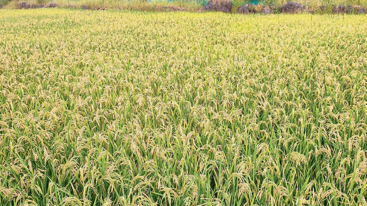 Paddy Crop । भात पीक आले फुलोऱ्यात । Paddy Crop In Flowering stage