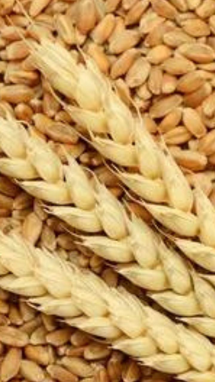 Is there a shortage of water? So plant wheat varieties that grow in ...