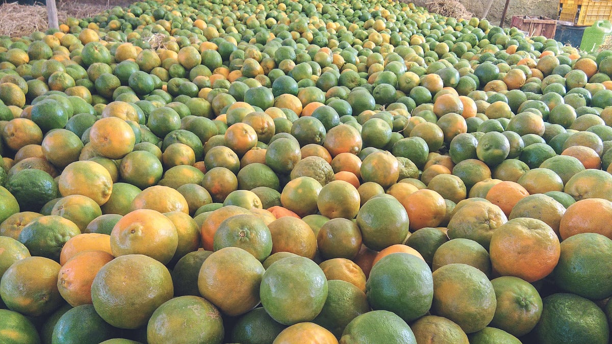 Orange Export । संत्रा निर्यातीतील अडसर दूर करावा । Obstacles in orange ...