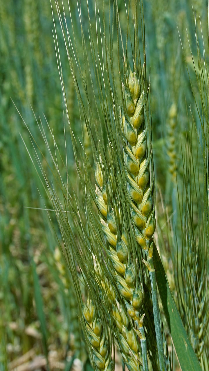 Wheat Irrigation : पाणी कमी असेल तर गव्हाला कधी, किती पाणी द्याल ?|If ...