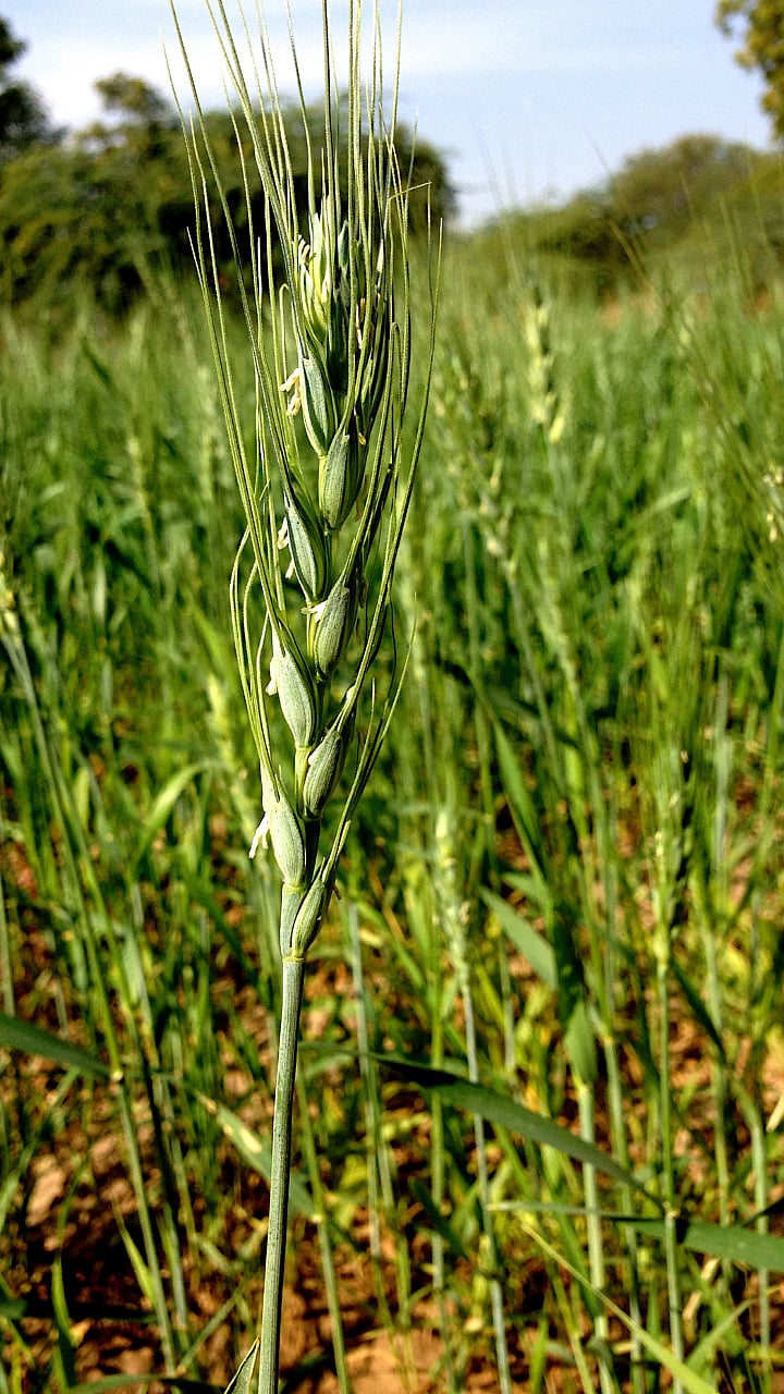 Wheat Crop | थंडीमुळे पुणे विभागातील गहू पीक जोरात