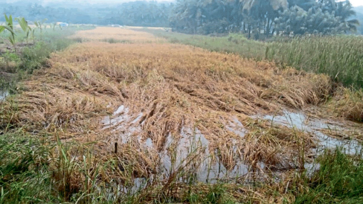 Paddy Crop Damage । रत्नागिरीत भात पीक झाले आडवे । Paddy Crop Damage ...
