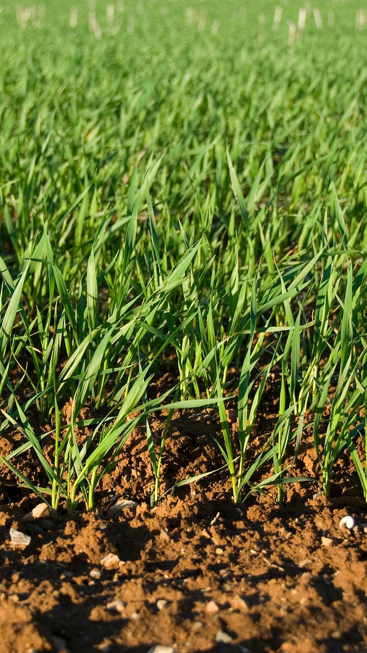 Wheat Weed Control : गहू पिकातील तण नियंत्रण कसे करावे?|What are the ...