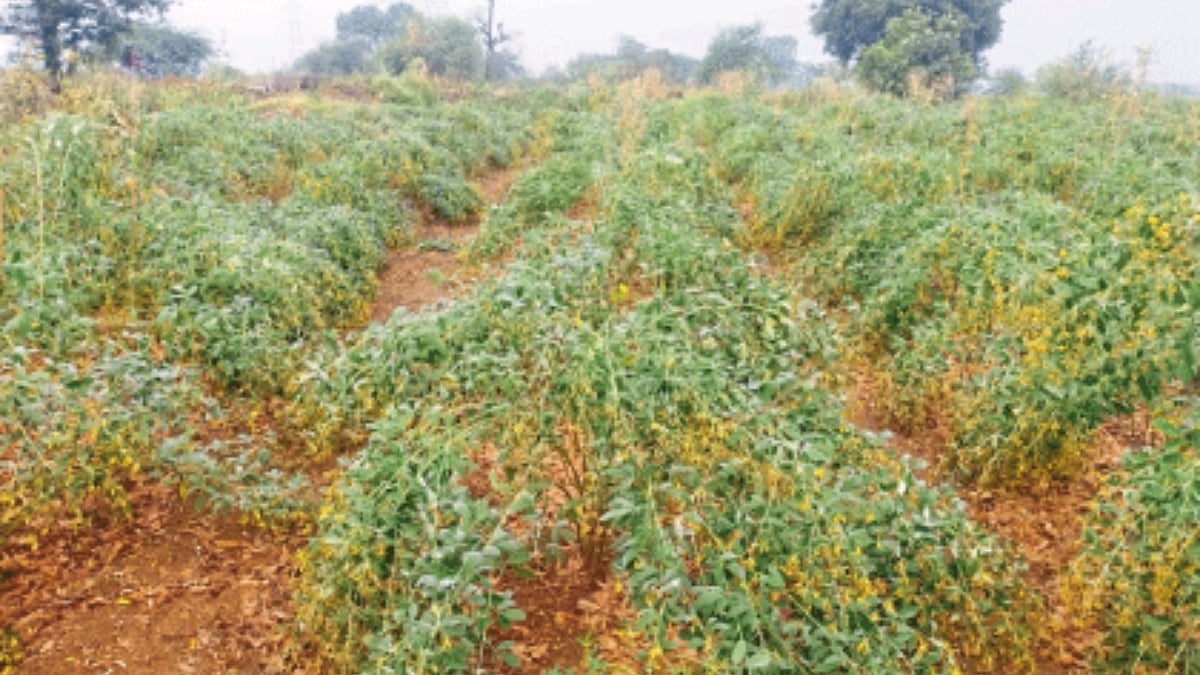 Crop Damage : बुलडाणा जिल्ह्यात ३६ हजार हेक्टरवर पिके मातीमोल | Damage ...