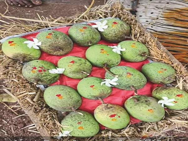 Hapus Amba : रत्नागिरीतून हापूस आंब्याची पहिली पेटी वाशी मार्केटला ...