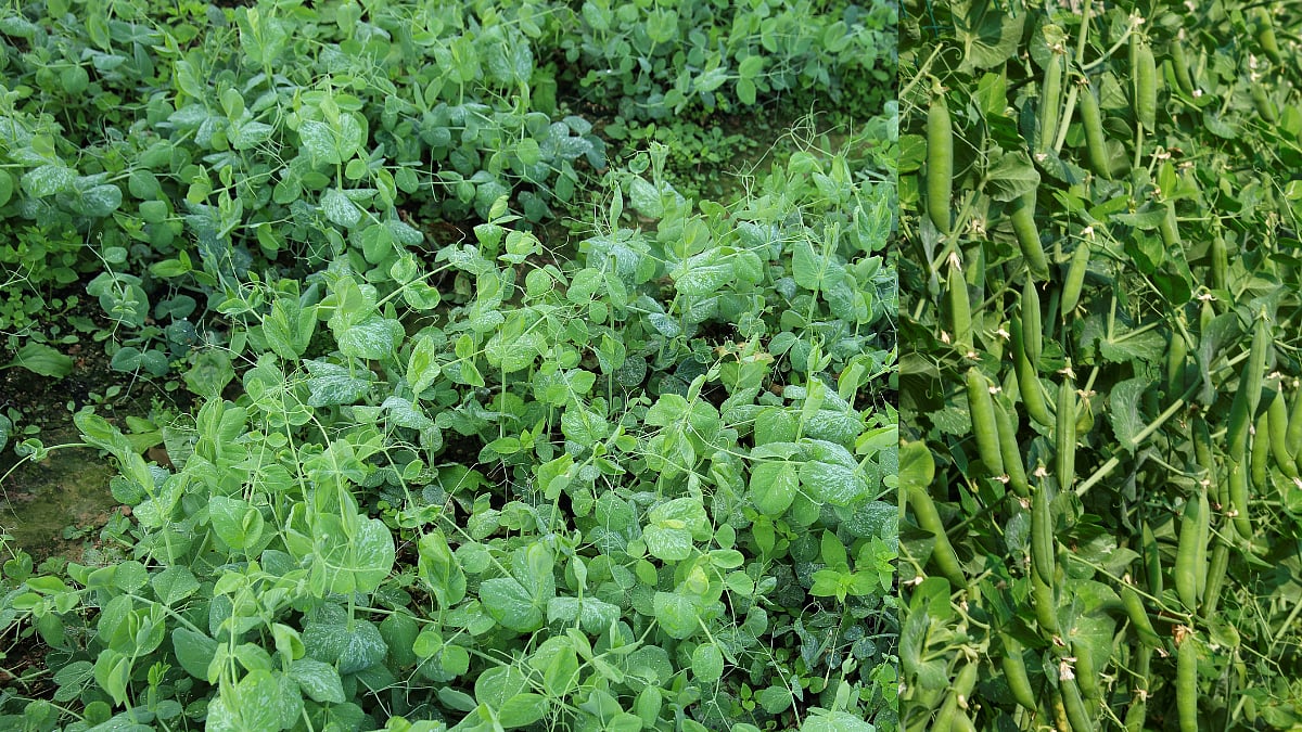 Matar Cultivation : वाटाणा लागवड कशी करावी? |How to plant peas?