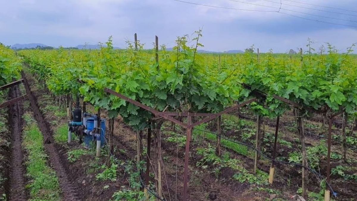 Unseasonal Rain । पाथर्डी तालुक्यात अवकाळीचा फळबांगाना फटका ...