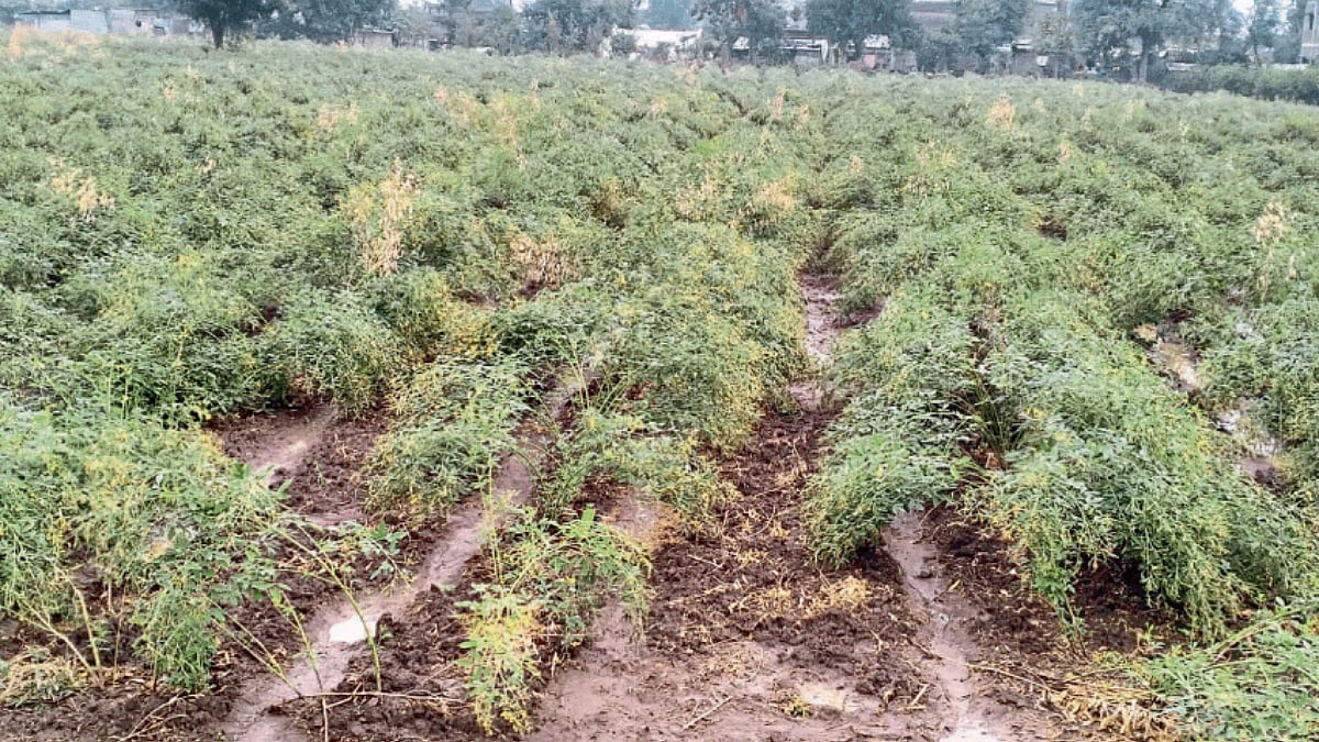 Tur Crop Ins Crisis । धुक्यामुळे तुरीचे पीक धोक्यात । Tur crop in ...