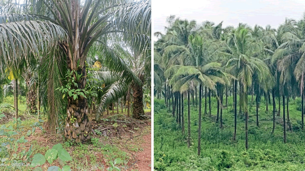 Oil Palm Farming । ‘ऑइल पाम’सह फळपिकांच्या विविधतेतून उन्नती । Progress ...