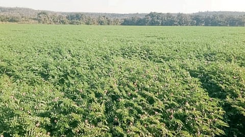 Chana Farming | मजूरटंचाईसह पाण्याची समस्या झेलत हरभरा केला यशस्वी ...