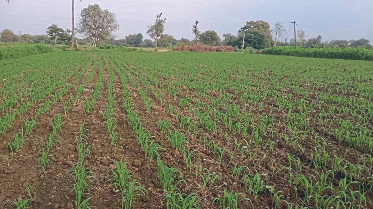 Jowar Sowing । राज्यात यंदा आतापर्यंत ज्वारीची दुप्पट पेरणी । Sowing of ...