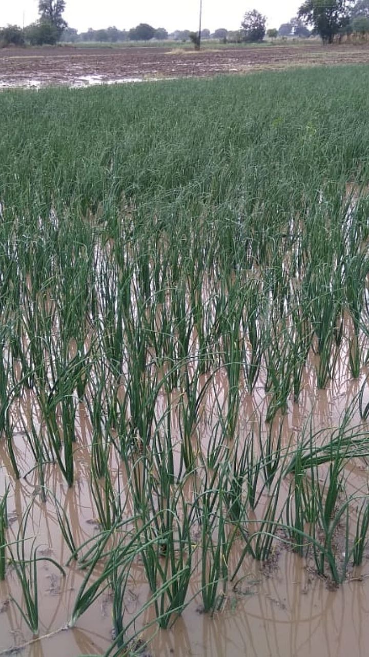 How to save onion crop after unseasonal rain?