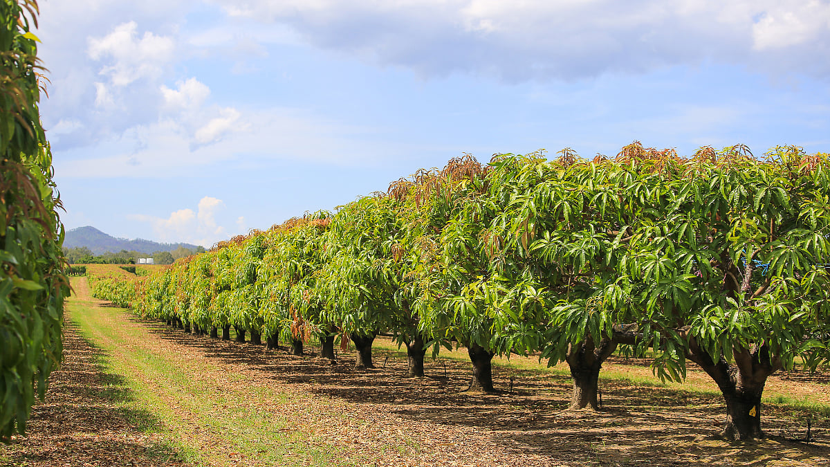 Mango Pruning : आंबा बागेची छाटणी कधी व केंव्हा करावी?|When and when to ...