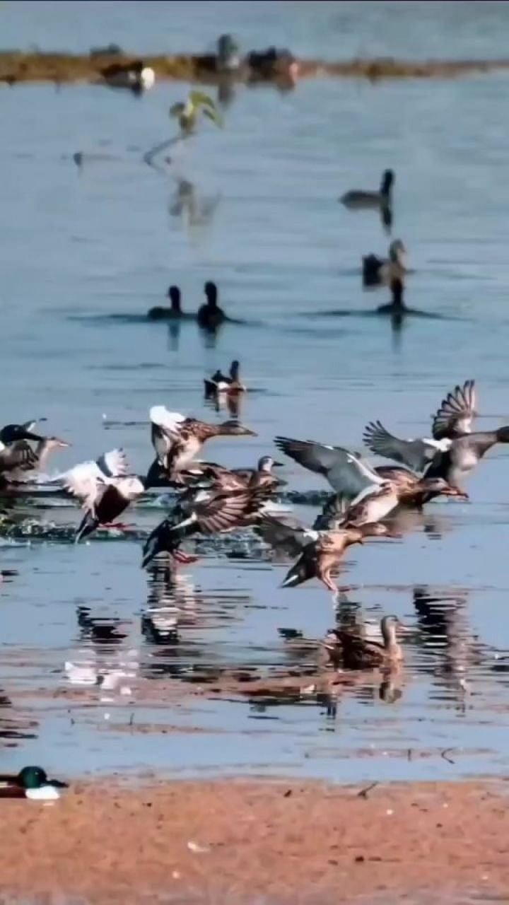 Nandur Madhyameshwar : आला हिवाळा! पर्यटक आणि विदेशी पाहुण्यांनी बहरले ...