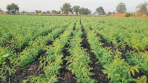 Chana Varieties : यांत्रिक पद्धतीने काढणीस उपयुक्त हरभरा वाण |Gram ...