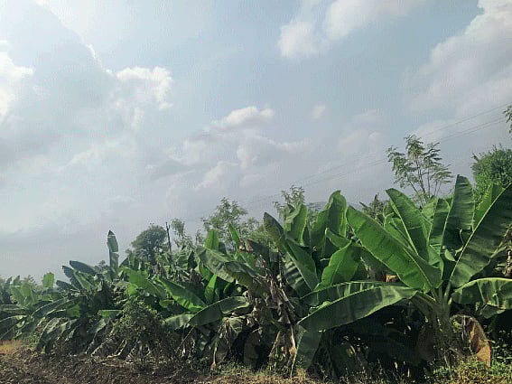 Banana Orchard | देशी केळी बागेने दिला आर्थिक आधार | The native banana ...