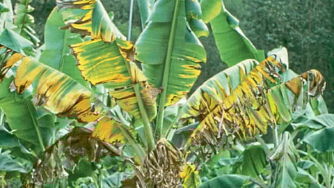 Banana Disease : अकोला जिल्ह्यात केळीवर करपा रोगाचा प्रादुर्भाव ...