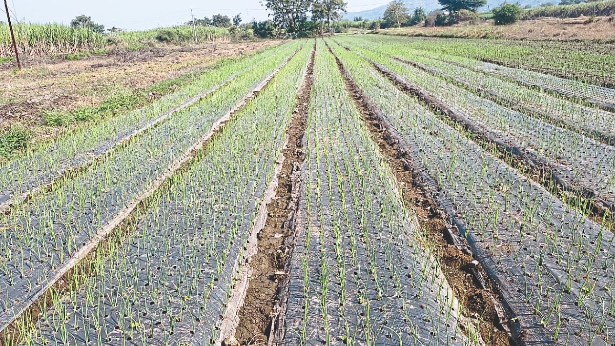 Onion Cultivation : मल्चिंग पेपरवर कांदा लागवड|Onion planting on ...
