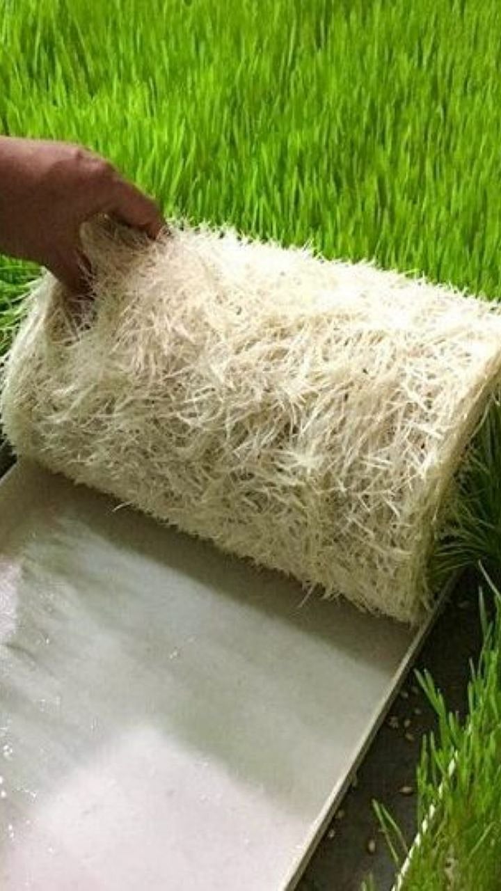 Hydroponic Fodder Farming|चारा बनवण्याची आधुनिक हायड्रोपोनिक पद्धत ...