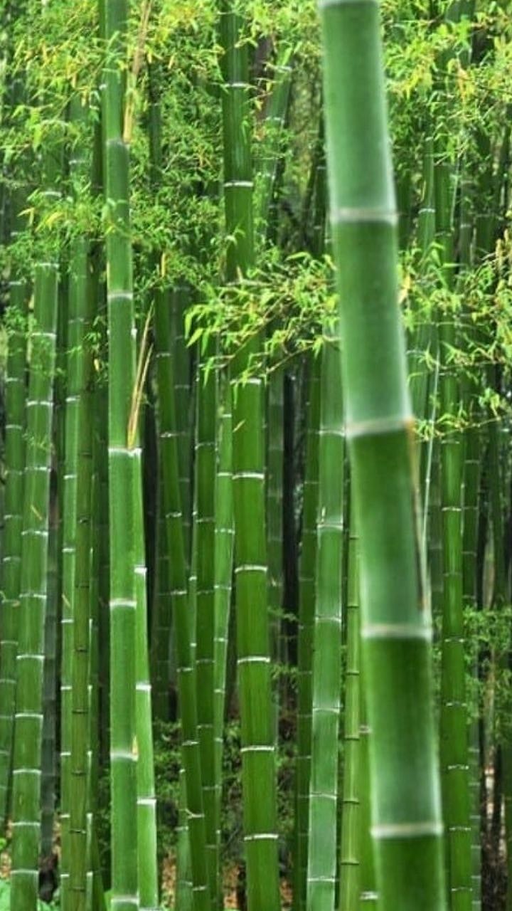 Bamboo Cultivation : कशी करावी व्यावसायिक बांबू लागवड?|How to do ...