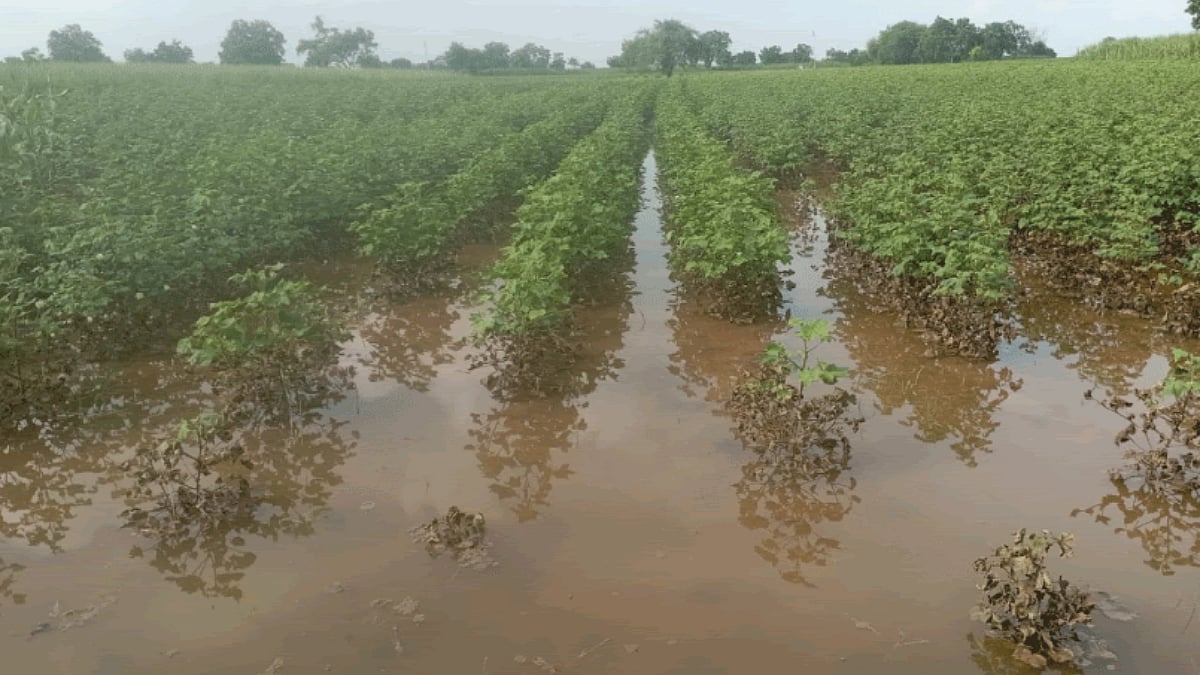 Cotton Crop Damage । कापूस पिकाची वाताहत । Cotton Crop Damage Due To ...