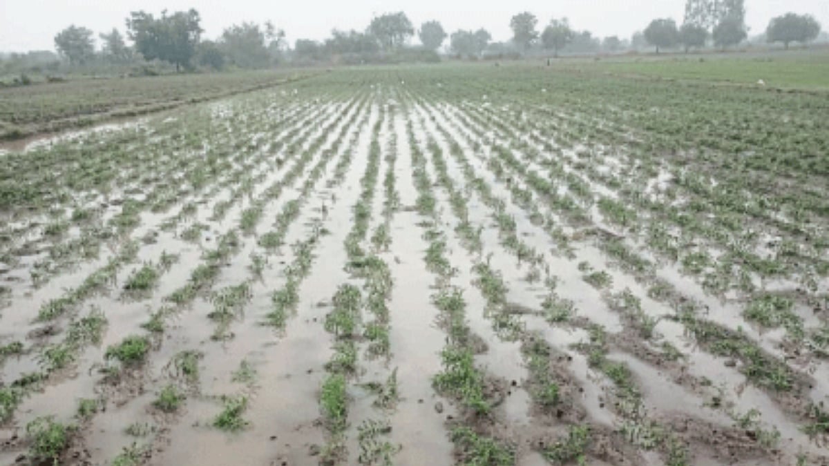 Crop Damage | रब्बी ज्वारी, हरभरा पिकांचे मोठे नुकसान | Major damage to ...