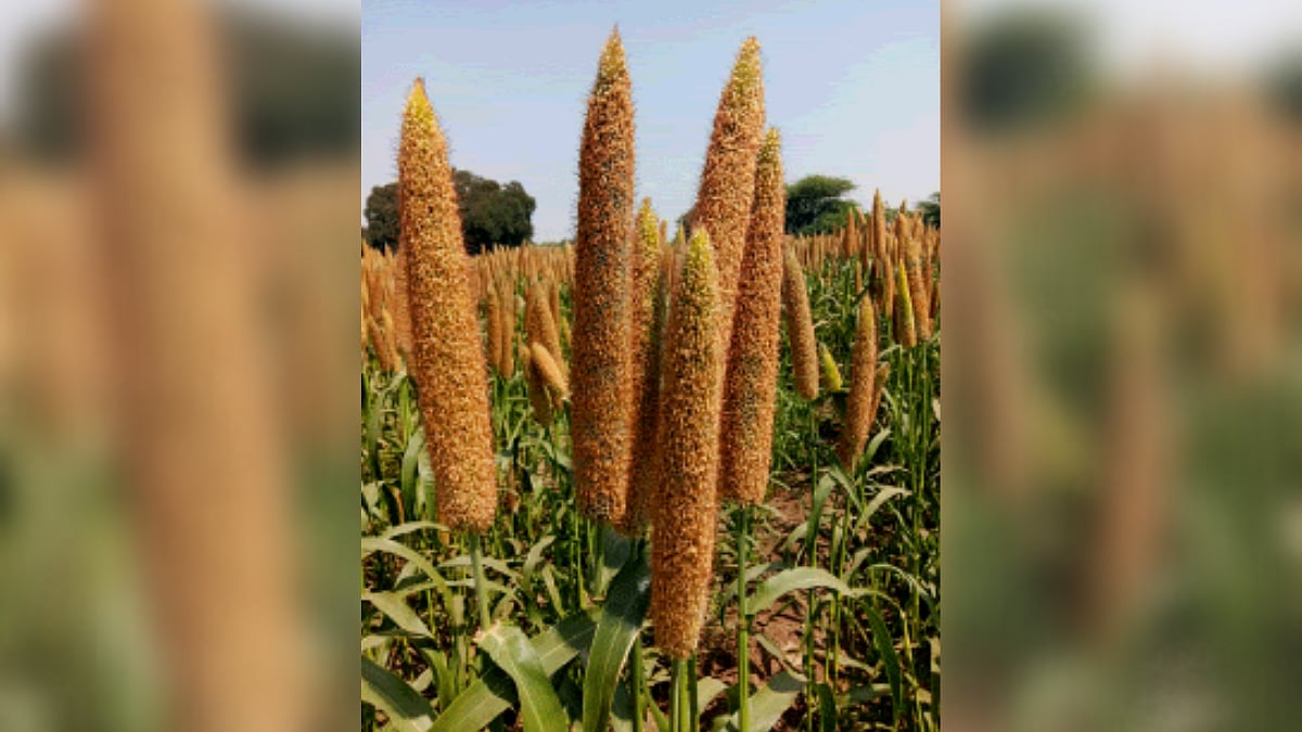 Bajari Sowing । बाजरीच्या आगाप पेरणीला सुरुवात । Agap sowing of bajari ...
