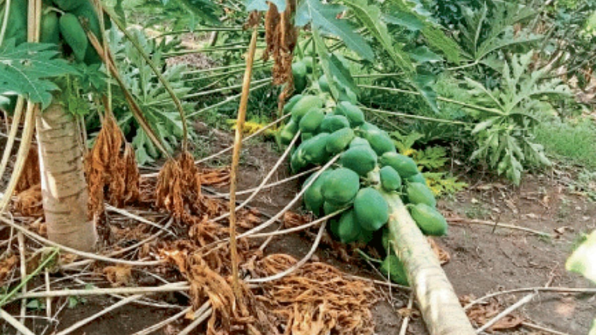 Crop Damage । पावसामुळे तूर, ज्वारी, पपई, केळी पिके झाली आडवी। Tur ...