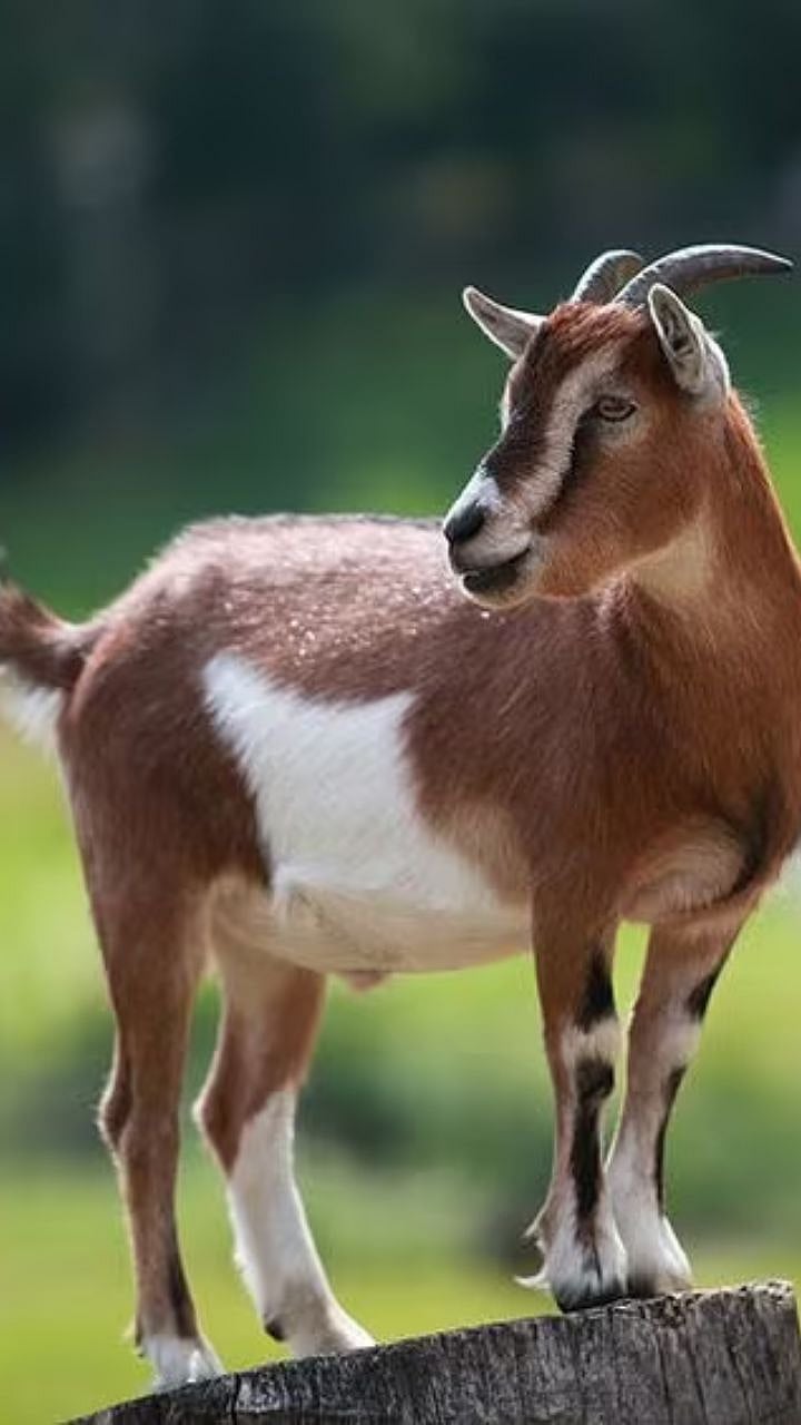 Sonpari Goat Breed|सोन्याचं अंड देणाऱ्या कोंबडीची गोष्ट ऐकली असेलच पण ...