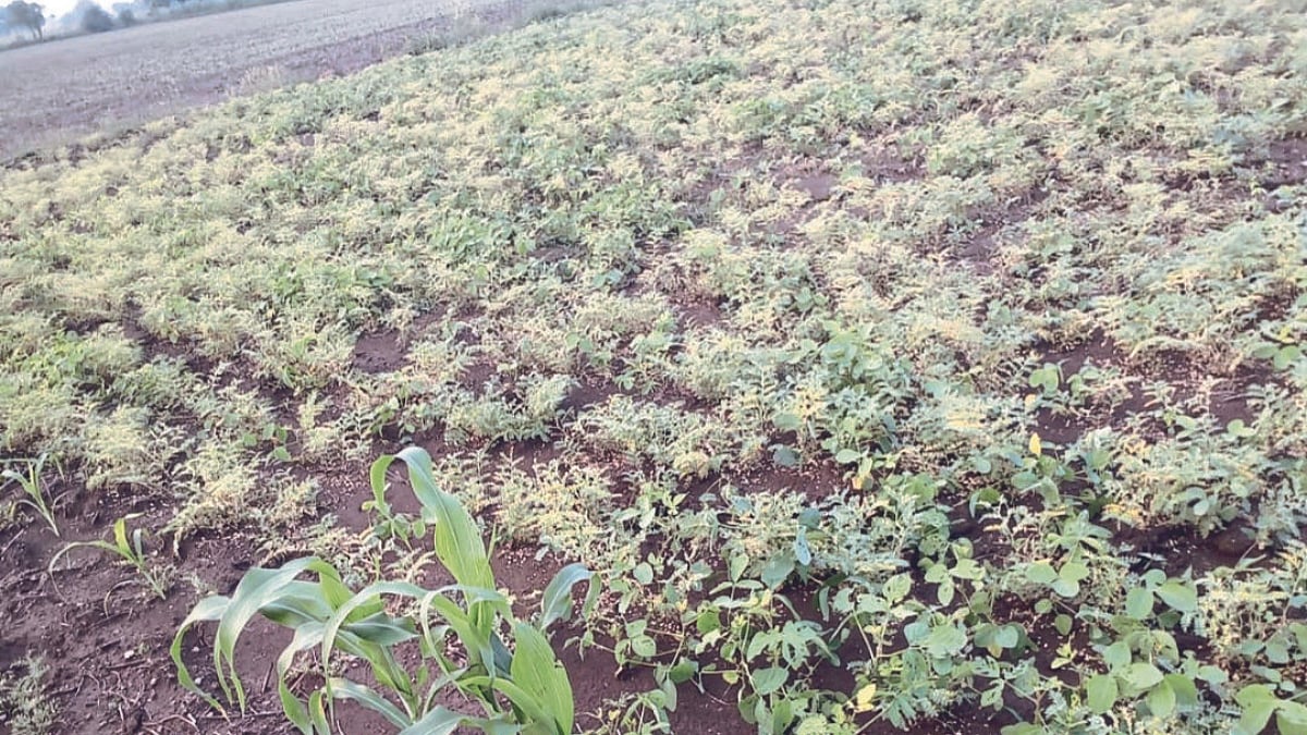 Chana Pest Disease । हरभऱ्यावर मर रोग, घाटे अळीचा प्रादुर्भाव । Pest ...