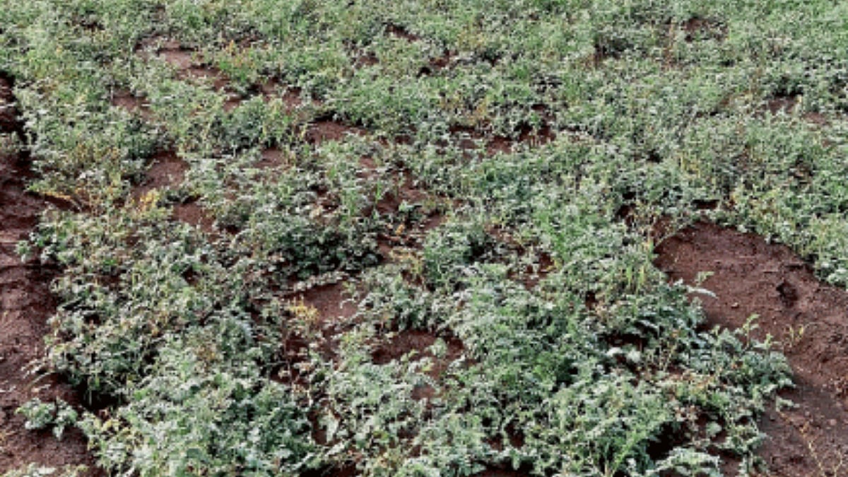 Chana Disease । अवकाळीमुळे हरभरा पिकावर मर रोग । Disease On Chana Crop ...