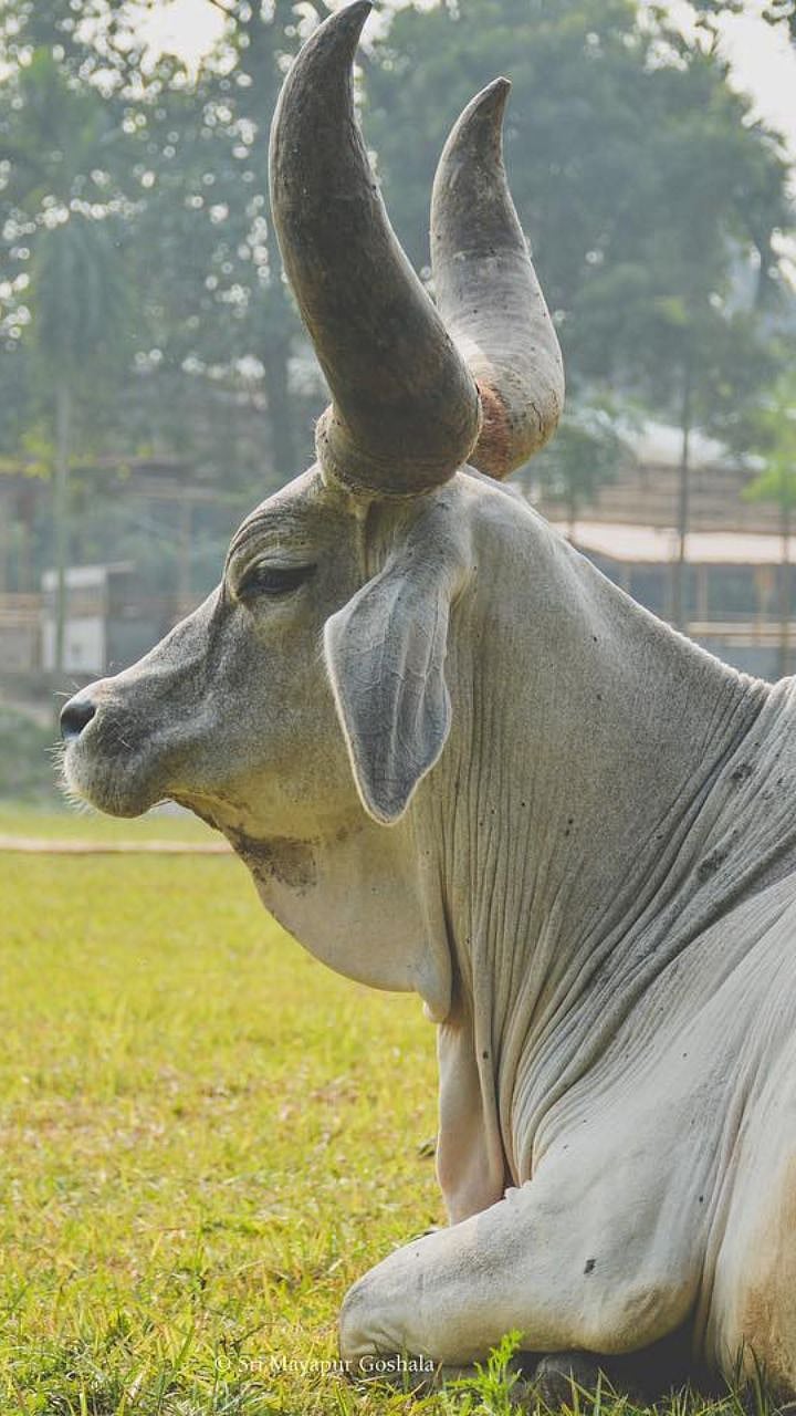 Registered breed of native cow in every state, this is the pride of ...