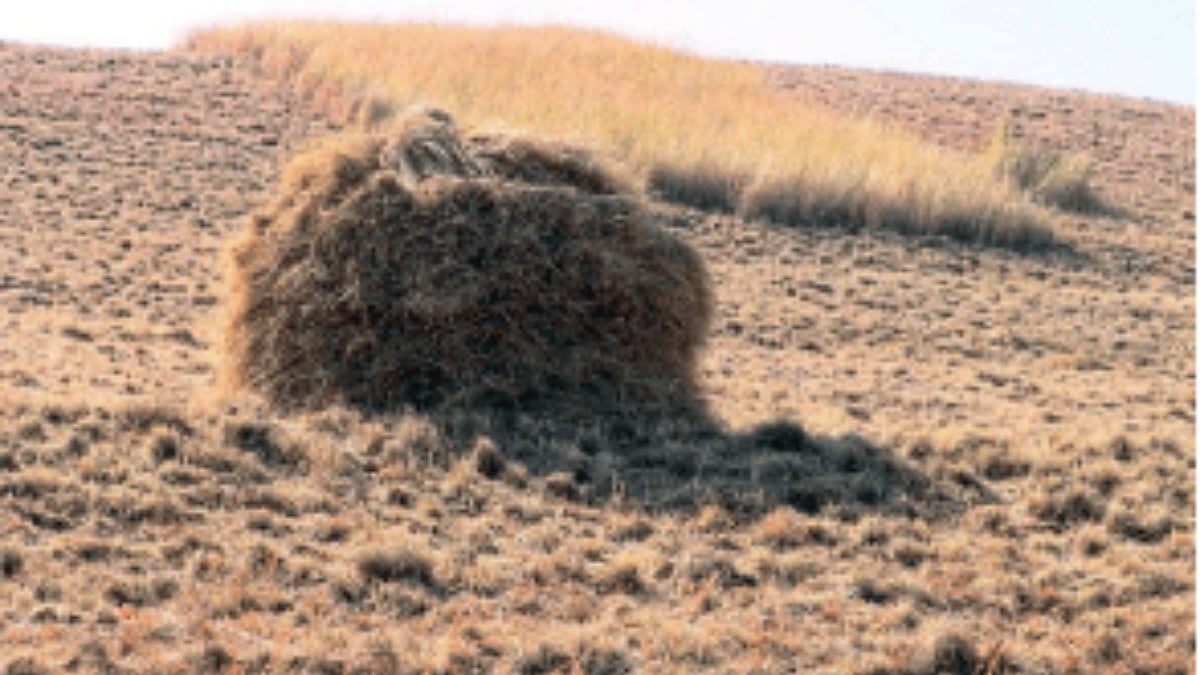 Forest Fodder | शेतकऱ्यांना मिळणार वनहद्दीतील गवत | Farmers will get ...
