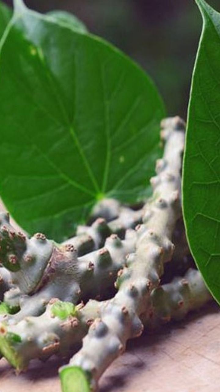 Gulvel Powder Benefits : गुळवेलला अमरत्वाचे दिव्य अमृत का म्हणतात ...