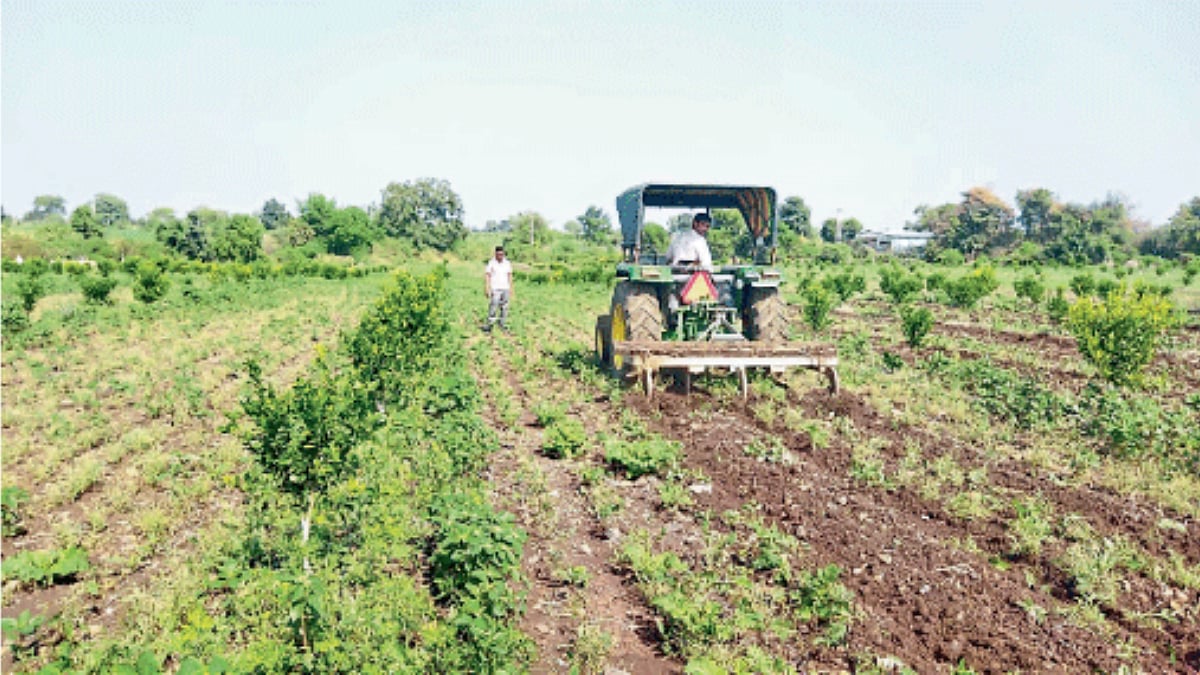 Chana Crop Damage | आठ एकरांतील हरभरा पिकावर शेतकऱ्याने फिरवला नांगर ...