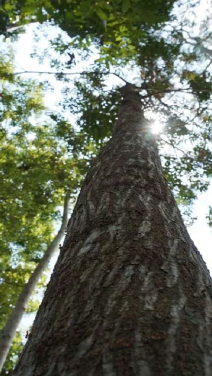 Mahogany Trees |एका एकरात लावा ही झाडे| व्हाल करोडपती, सरकारही देतंय ...