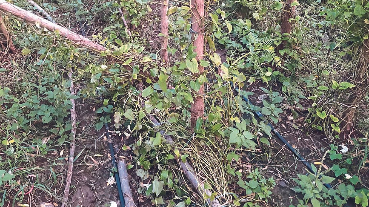 Crop Damage । पान पिंपरी पिकाला मदत जाहीर करा । Pan Pimpri Crop Damage ...