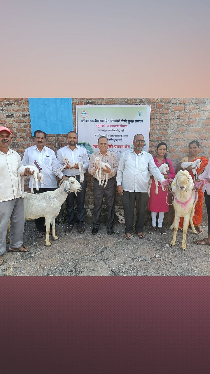 Sangamneri Goat : एकाच वेतात पाच करडांना जन्म देणारी संगमनेरी शेळी|A ...