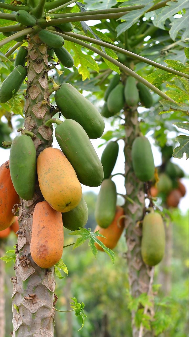 Papaya Varieties : भरघोस उत्पादन देणाऱ्या पपईच्या जाती| High-Yielding ...