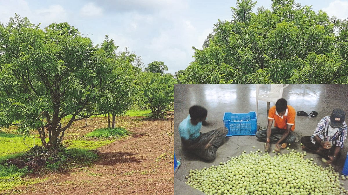 Fruit Farming : ‘केव्हीके’ किर्लोसची आदर्श सेंद्रिय आवळा बाग|'KVK ...