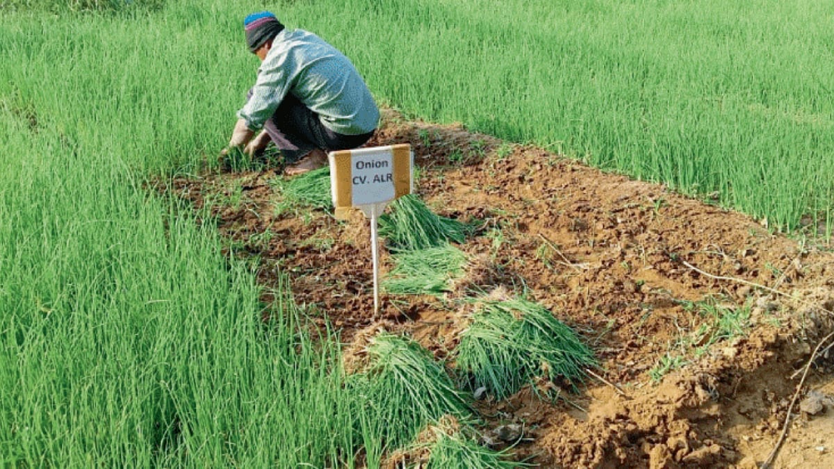 Onion Crop Management | रब्बी कांदा पुनर्लागवडपश्‍चात पीक व्यवस्थापन ...