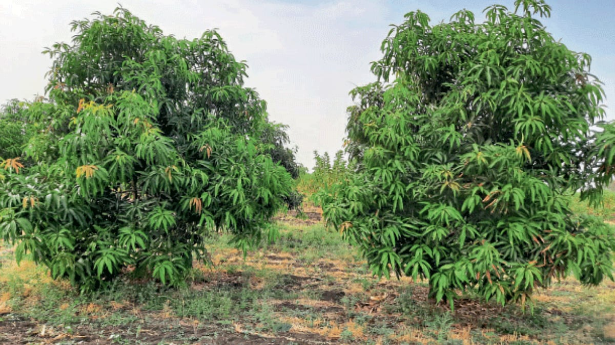 Mango Farming | आंबा बागेतील फळगळीची कारणे अन् नियंत्रण उपाय | Causes and control measures of ...