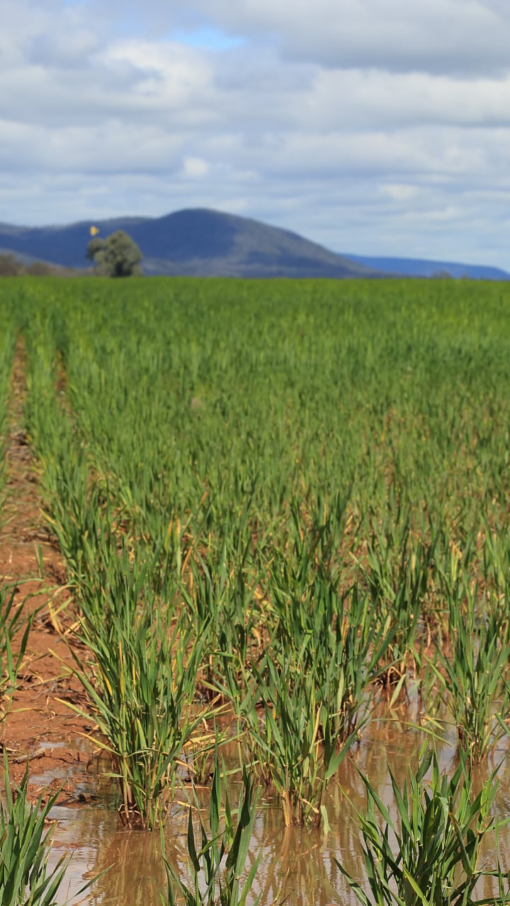 Wheat Nutrient Deficiency : गव्हातील अन्नद्रव्य कमतरतेची लक्षणे कशी ...