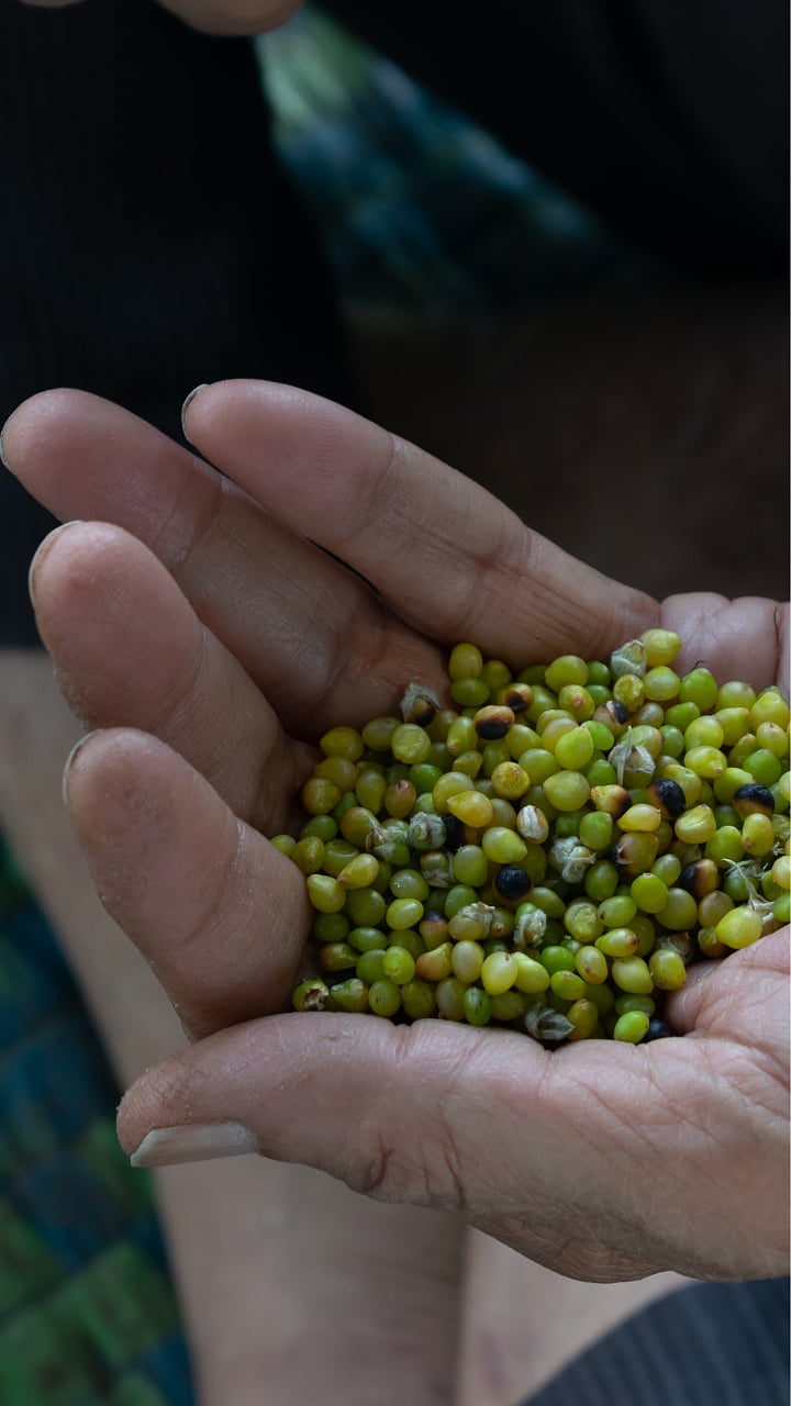 Jowar Hurda Benefits : आरोग्यदायी ज्वारीचा हुरडा|Healthy sorghum hurda