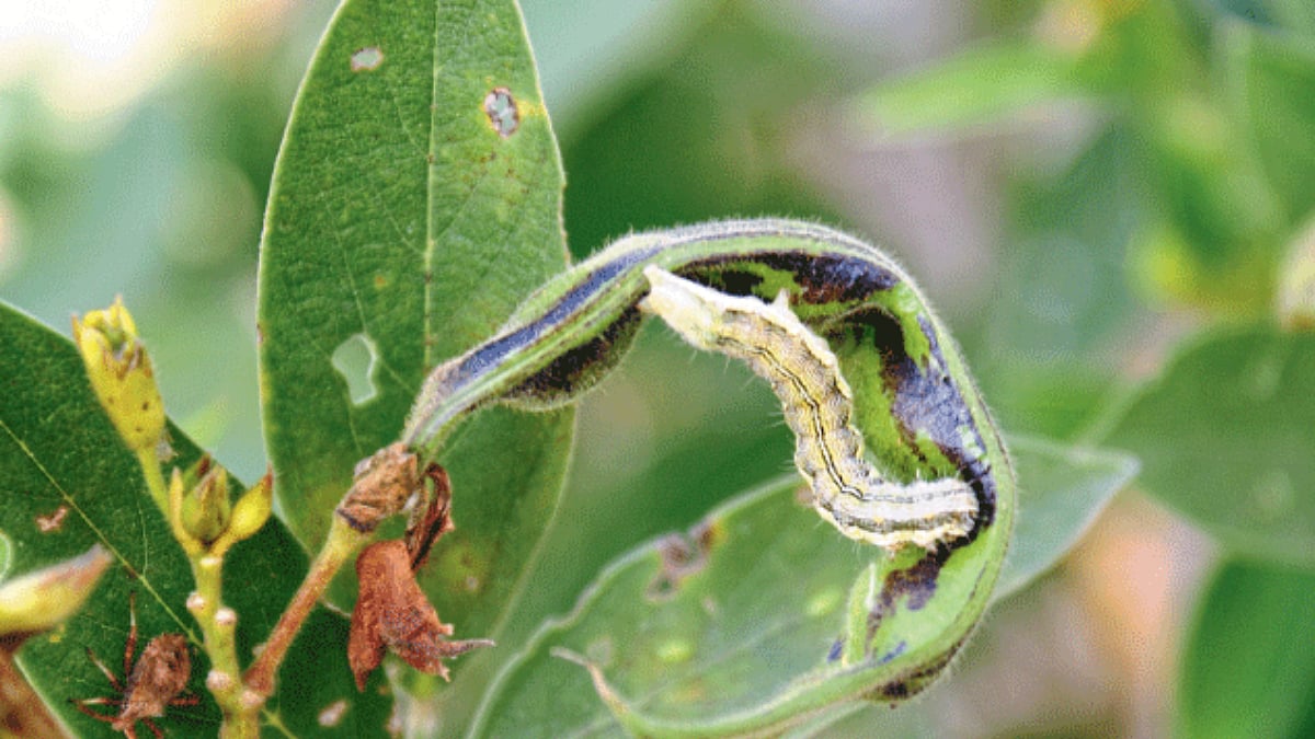 Tur Pest Management | तूर पिकावरील किडींचे व्यवस्थापन | Management of ...