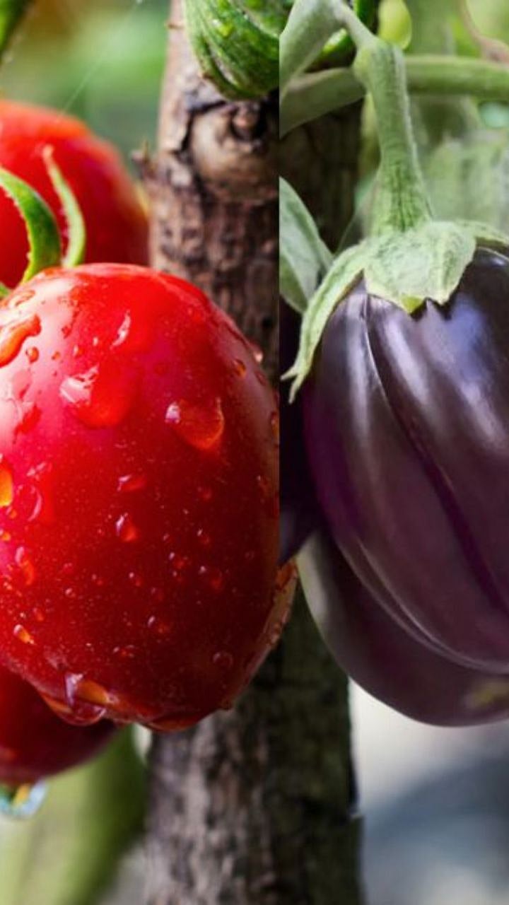 Brimato Tomato and Eggplant | काय! एकाच झाडाला टोमॅटो आणि वांगी? नवीन ...