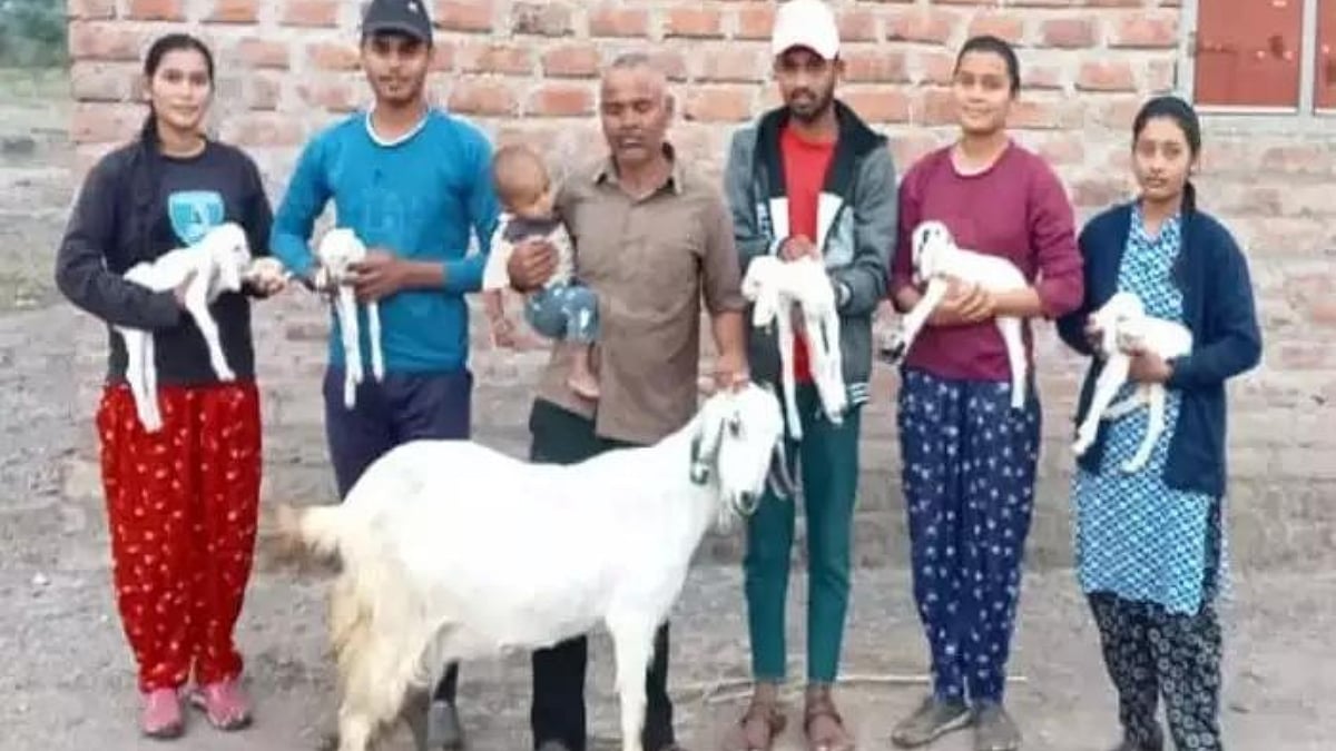 Sangamneri Goat । संगमनेरी शेळीने दिला पाच करडांना जन्म । Sangamneri ...