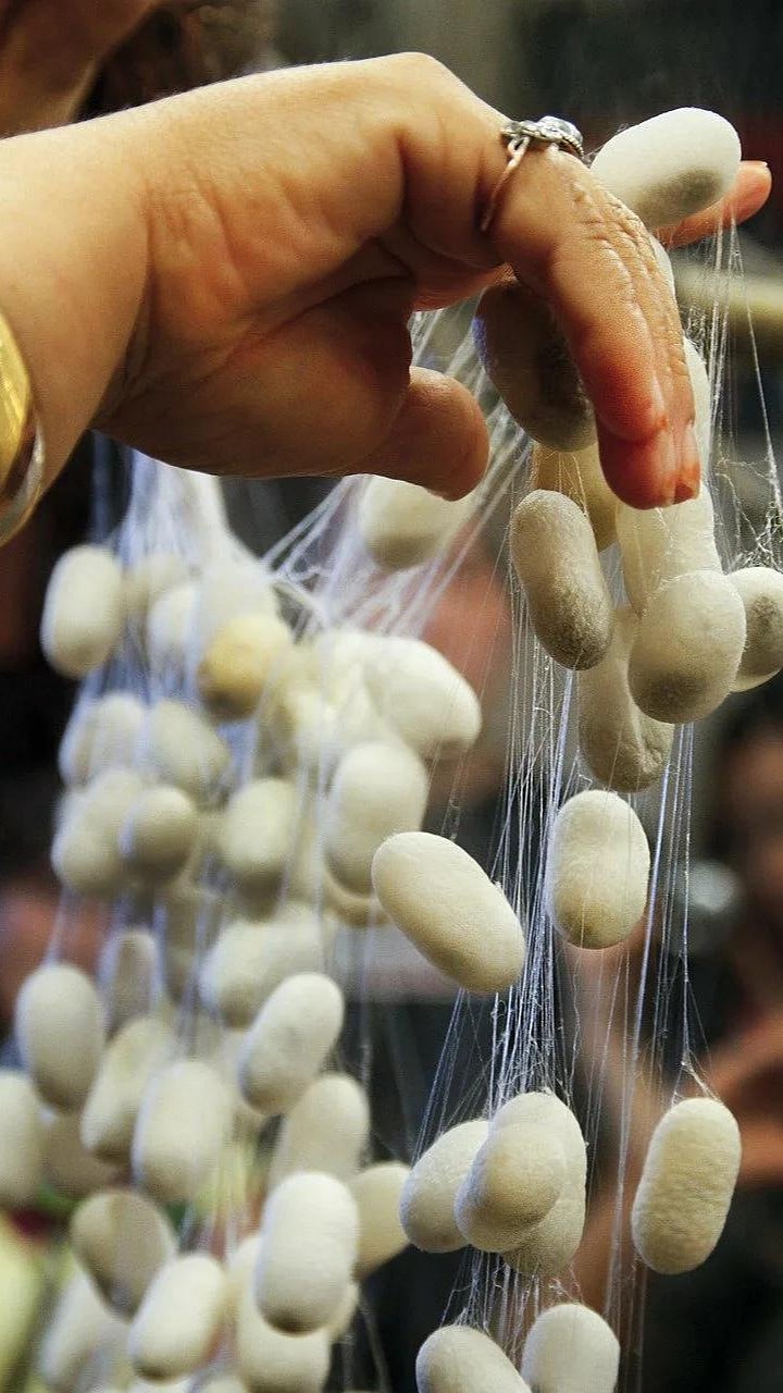 Silk Making Processing । रेशीम कीडा ते धागा बनण्याची कशी असते प्रक्रिया ...
